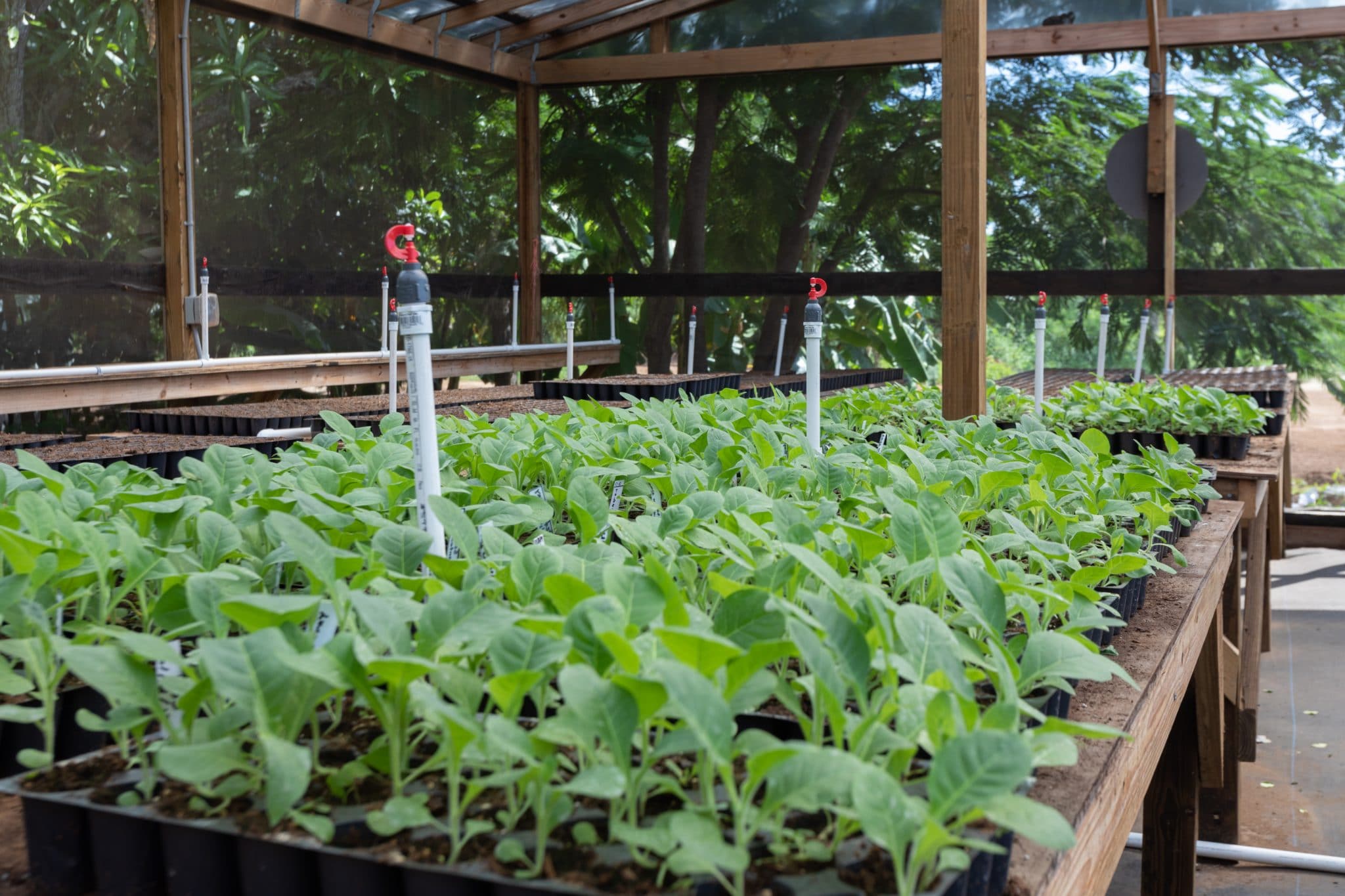 Beacon Farms is changing lives in Cayman | 80 Degrees Today