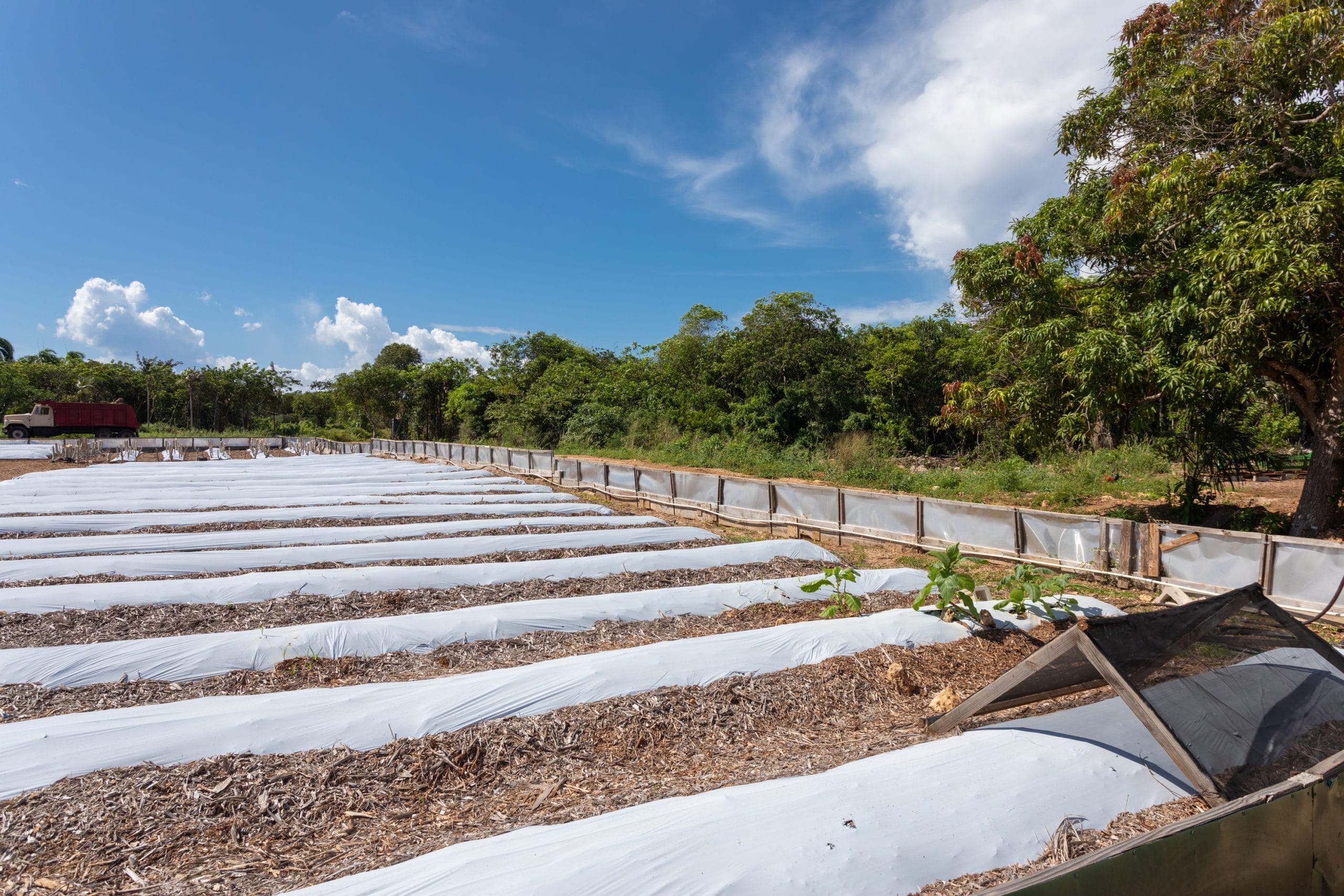 Beacon Farms is changing lives in Cayman | 80 Degrees Today