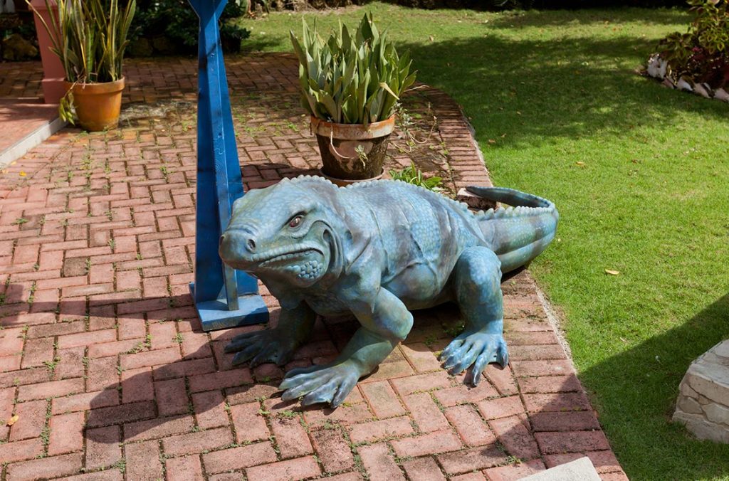 Fraternizing with a Cayman Favourite: Say "Hello" to the Native Blue ...