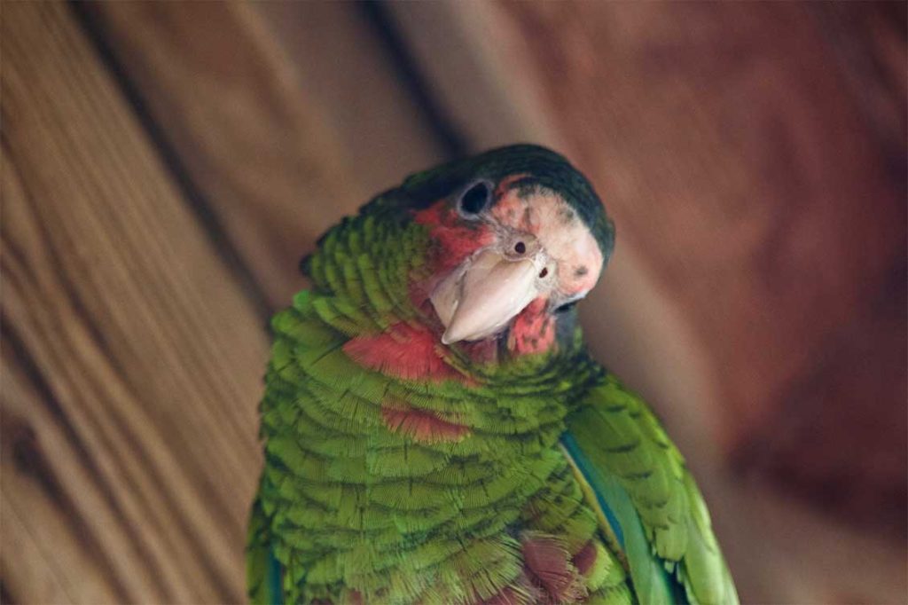 Wildlife of the Cayman Islands: Discover the fascinating species found ...