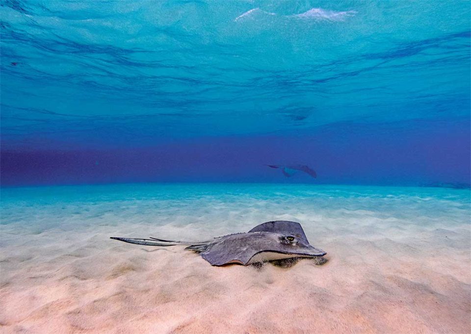 Wildlife of the Cayman Islands: Discover the fascinating species found ...