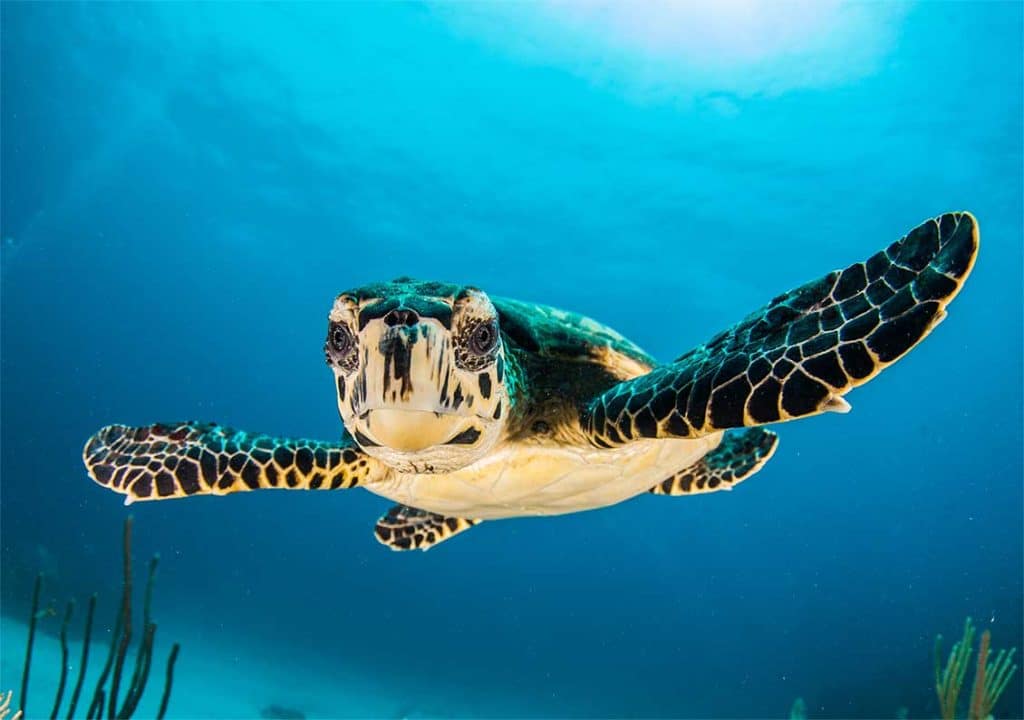 Wildlife of the Cayman Islands: Discover the fascinating species found ...